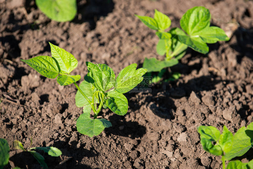 大豆田间植物农场业栽培高清图片下载-正版图片504267293-摄图网