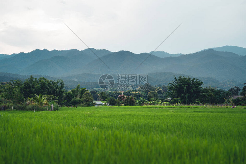 绿色稻田稻田稻田和山景高清图片下载-正版图片504269260-摄图网
