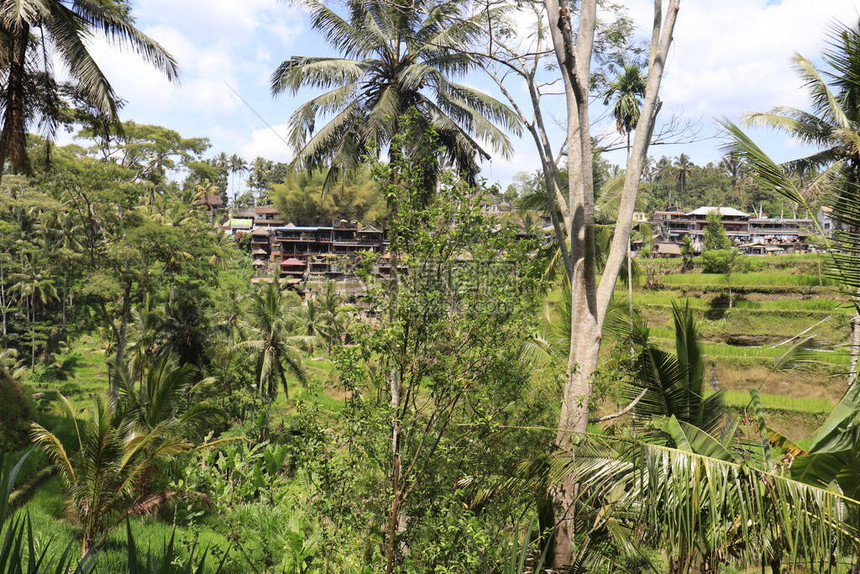 印度尼西亚UbudKintam高清图片下载-正版图片504269280-摄图网