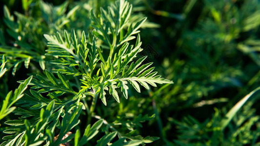 Ragweed引起草的过敏在狗中发生拉gweed过敏高清图片下载-正版图片504270540-摄图网