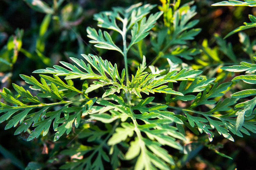 Ragweed引起草的过敏在狗中发生拉gweed过敏高清图片下载-正版图片504270534-摄图网