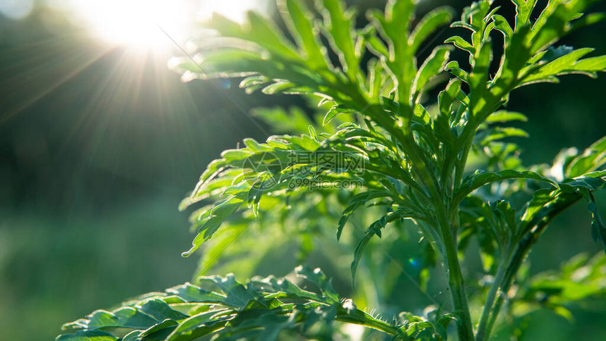 Ragweed引起草的过敏在狗中发生拉gweed过敏高清图片下载-正版图片504270540-摄图网