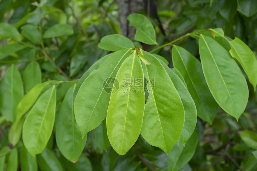 关闭新鲜的苏尔索普Soursop高清图片下载-正版图片504271366-摄图网