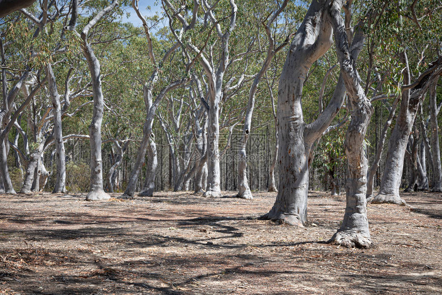 没有什么比在胶树间散步更惬意的了这是位于澳大利亚悉尼西南约150公里处的Belanglo森林高清图片下载-正版图片504272251-摄图网