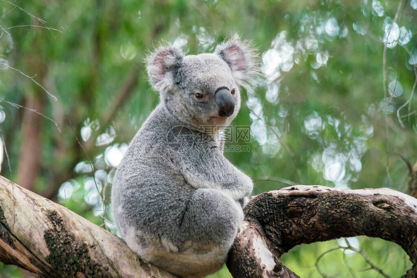 Koala在澳洲珀斯的高清图片下载-正版图片504273781-摄图网