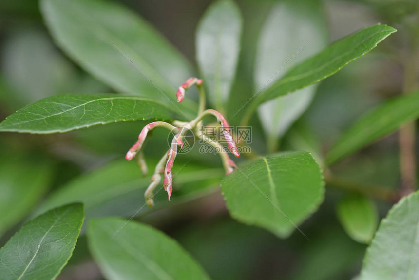 草莓树拉丁名Arbutus高清图片下载-正版图片504274258-摄图网