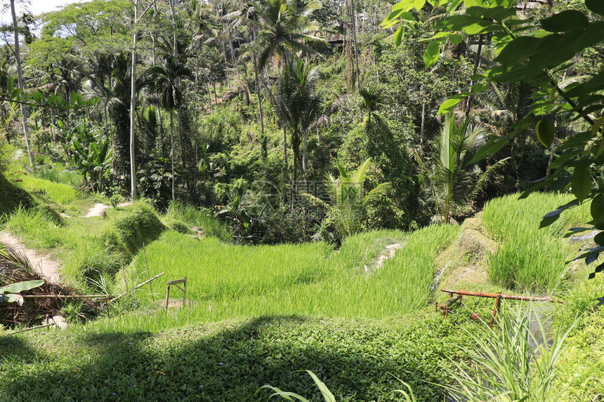 印度尼西亚UbudKintam高清图片下载-正版图片504276264-摄图网