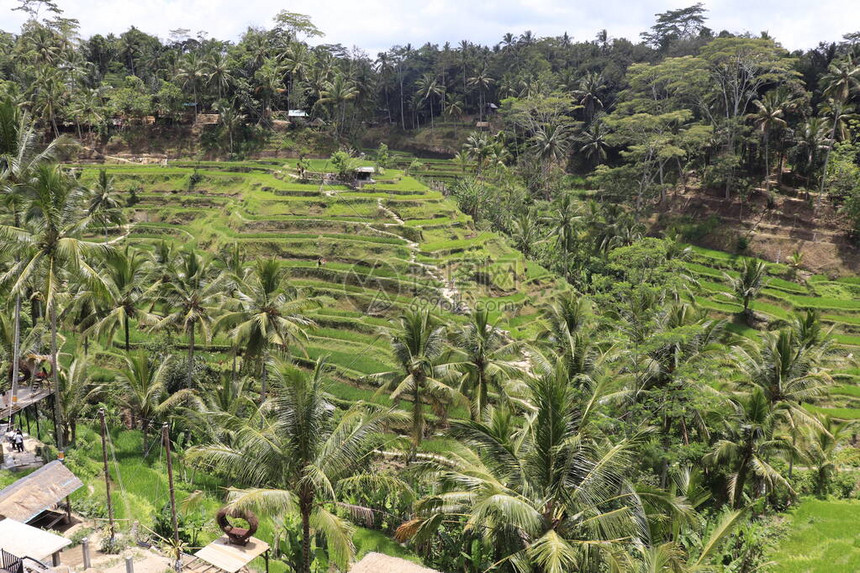 印度尼西亚UbudKintam高清图片下载-正版图片504276290-摄图网