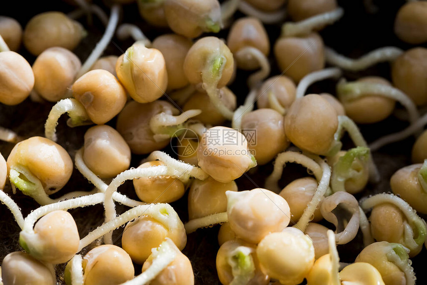 豌豆microgreens的特写镜头生长发芽的豌豆近距离观察种子在家里发芽素食和健康的饮食理念发芽的豌豆高清图片下载-正版图片 ...