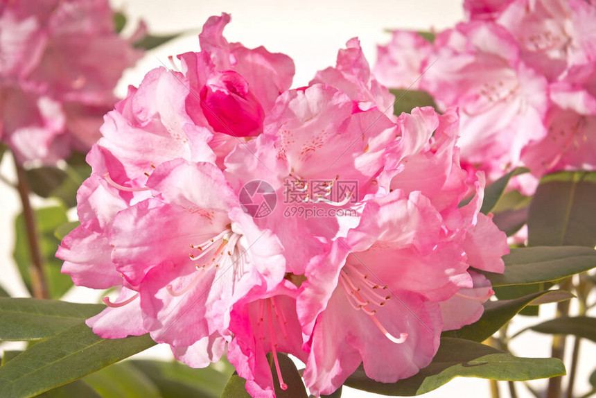 花园里美丽的粉红色杜鹃花高清图片下载-正版图片504278432-摄图网