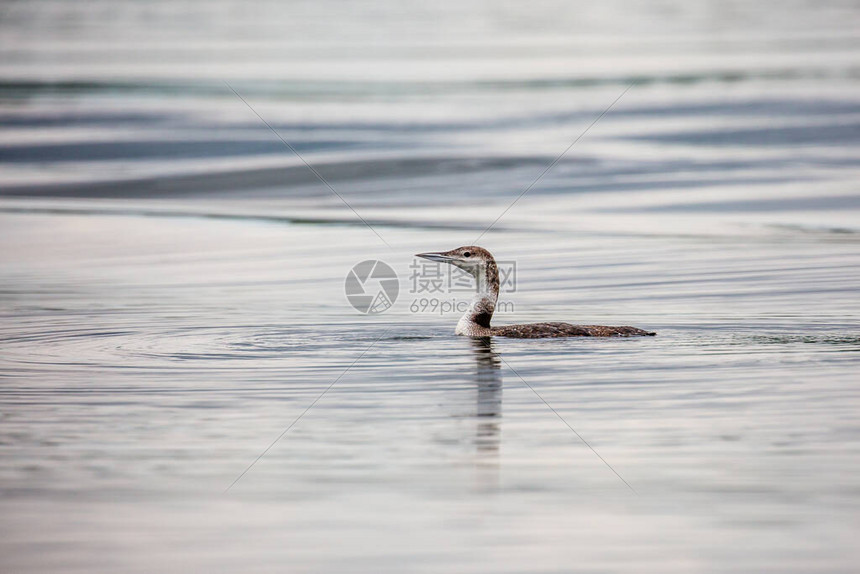 威斯康星州Crane湖上的普通Loon少年Gavia高清图片下载-正版图片504282660-摄图网