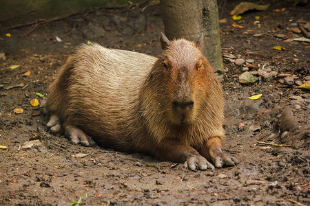 卡皮巴拉图片_卡皮巴拉素材_卡皮巴拉高清图片_摄图网图片下载