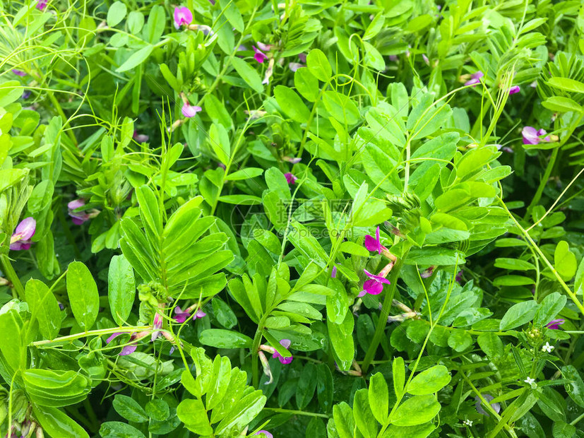 在自然阳光下开花的豌豆高清图片下载-正版图片504284946-摄图网