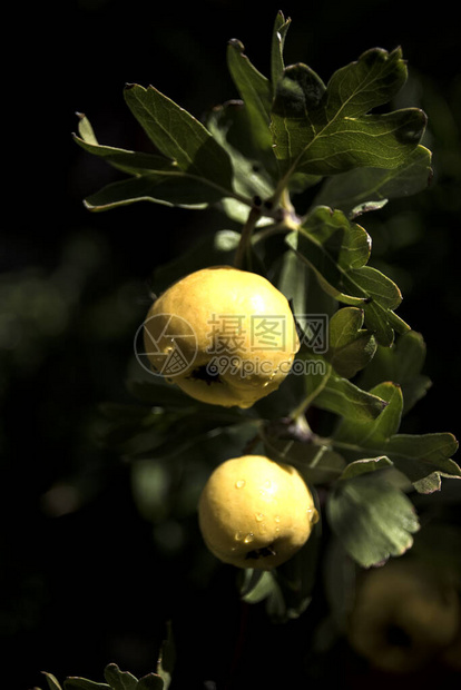 树枝上成熟的白色azerole高清图片下载-正版图片504285262-摄图网