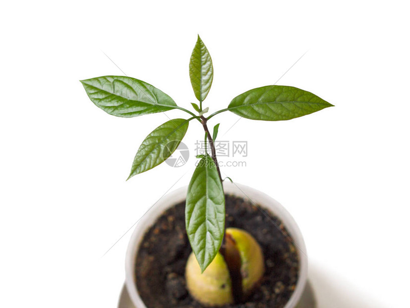 以白色孤立背景种出子的高清图片下载-正版图片504286000-摄图网