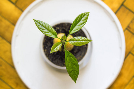 以白色孤立背景种出子的高清图片下载-正版图片504286000-摄图网