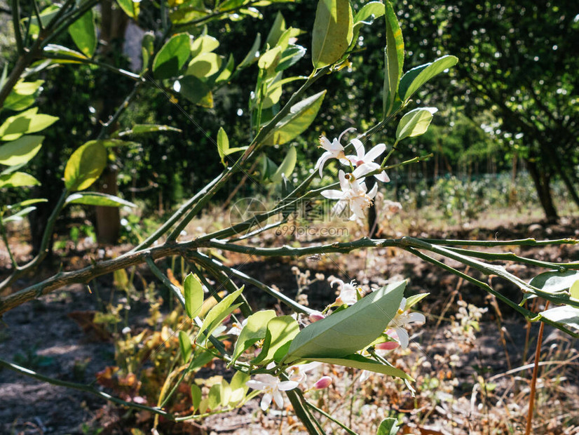 阿扎哈尔Azahar普通高清图片下载-正版图片504286549-摄图网