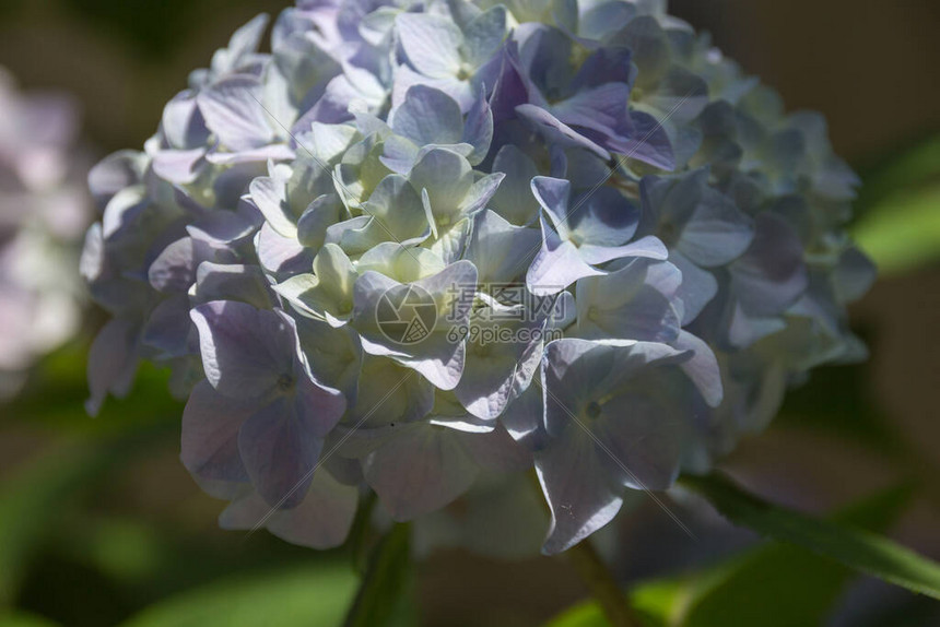 Hydranga俗称hydrangea或hortensia是南亚和东亚及美洲本地7075种开花高清图片下载-正版图片504291656-摄图网