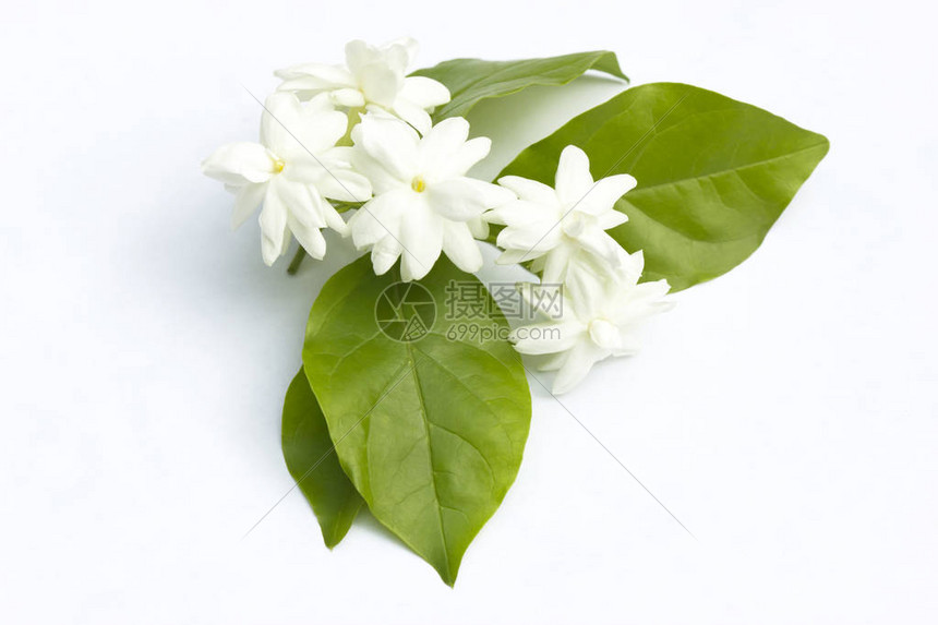 白色茉莉花新鲜高清图片下载-正版图片504291676-摄图网