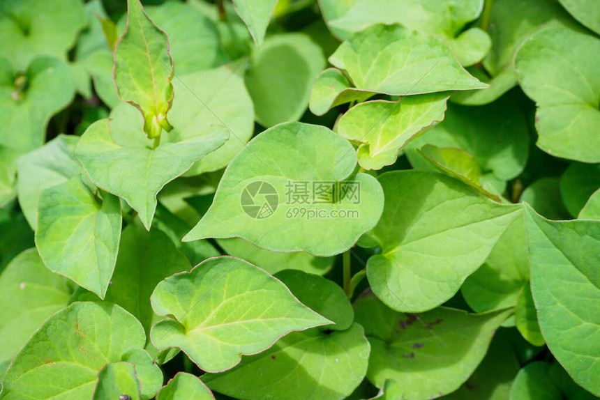 HouttuyniaTelonatakwon作为鱼薄荷或PluKa高清图片下载-正版图片504292042-摄图网