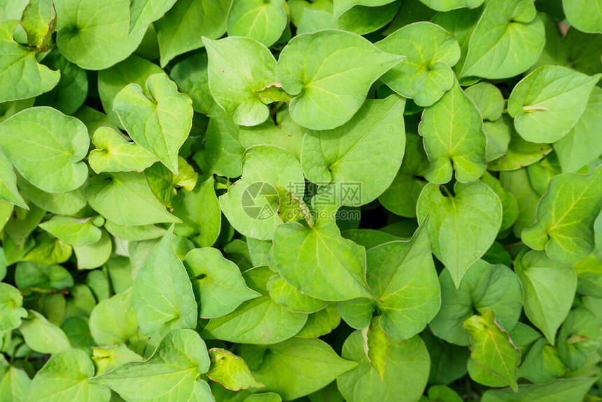 HouttuyniaTelonatakwon作为鱼薄荷或PluKa高清图片下载-正版图片504292110-摄图网