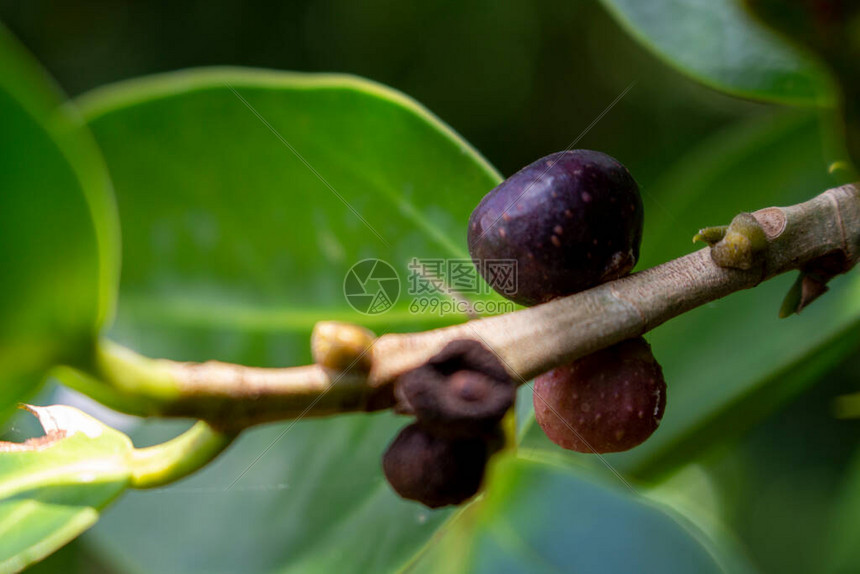 Ficus高清图片下载-正版图片504292484-摄图网