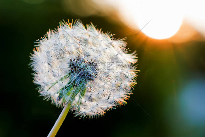 日落时种着深暗背景种高清图片下载-正版图片504292613-摄图网