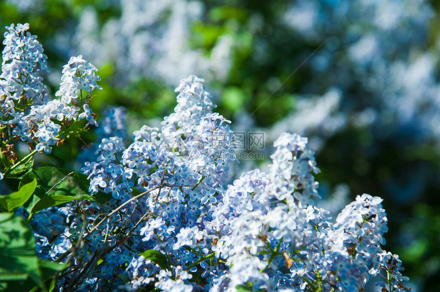Syringa粗俗的灌木丛春时风景和高清图片下载-正版图片504293120-摄图网