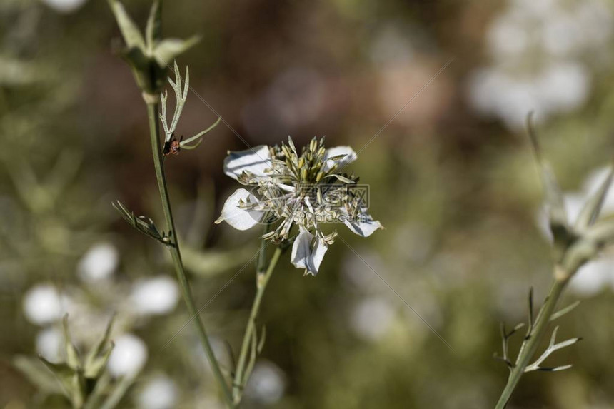 来自南欧的奈杰拉物种奈杰拉高清图片下载-正版图片504293146-摄图网
