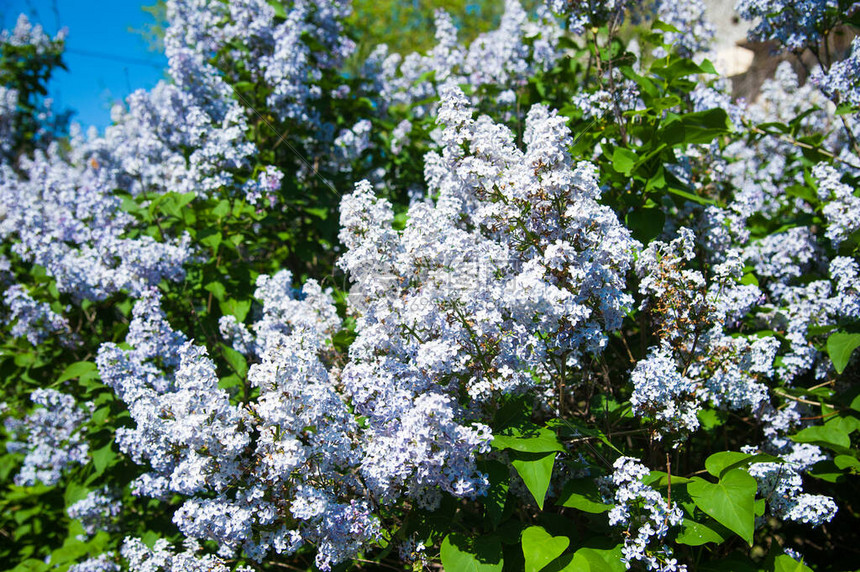 Syringa粗俗的灌木丛春时风景和高清图片下载-正版图片504293200-摄图网