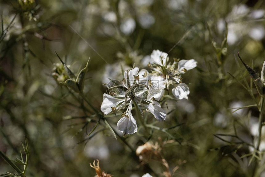 来自南欧的奈杰拉物种奈杰拉高清图片下载-正版图片504293261-摄图网