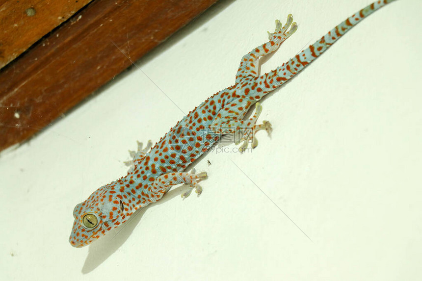 巨型的TokehGekkoGecko高清图片下载-正版图片504295133-摄图网