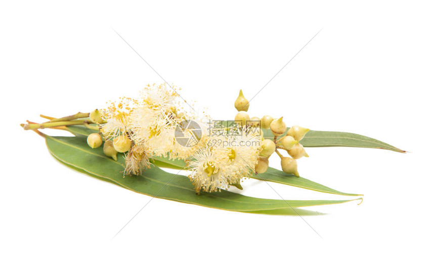 在白色背景上孤立的euca高清图片下载-正版图片504296472-摄图网