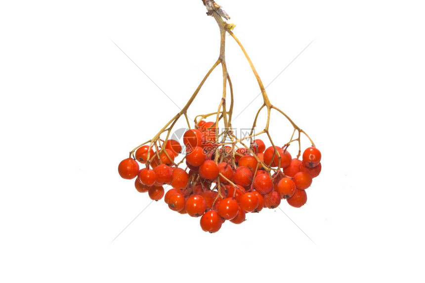 在白色背景上孤立的ashberry高清图片下载-正版图片504303516-摄图网