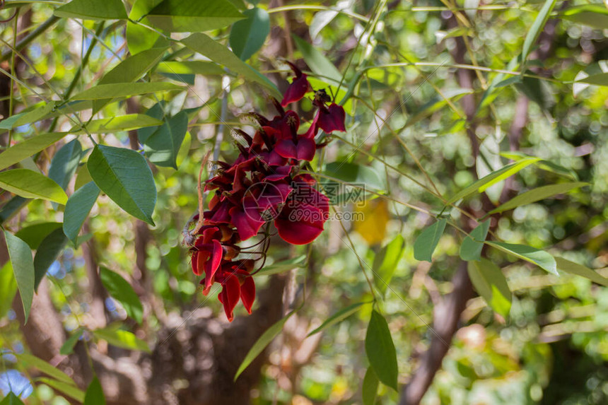 在Rethymno市公园布满Piscidia花卉Piscidia是Fabaceae家族下家庭Faboideae的开高清图片下载-正版图片 ...