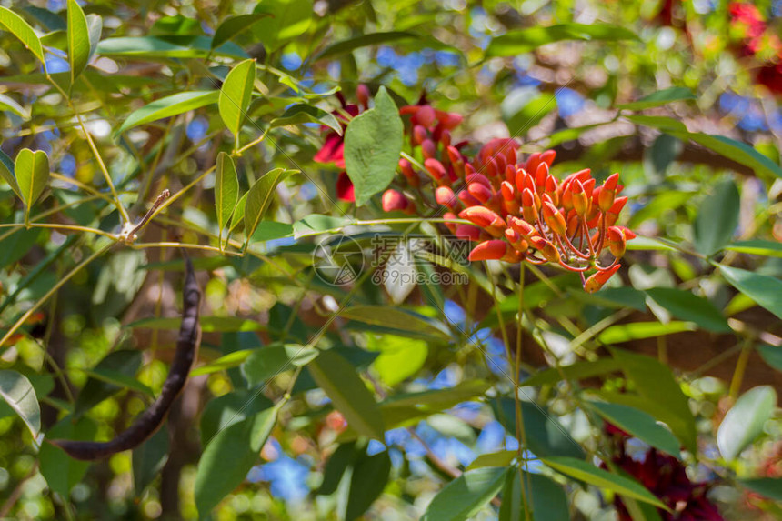 在Rethymno市公园布满Piscidia花卉Piscidia是Fabaceae家族下家庭Faboideae的开高清图片下载-正版图片 ...