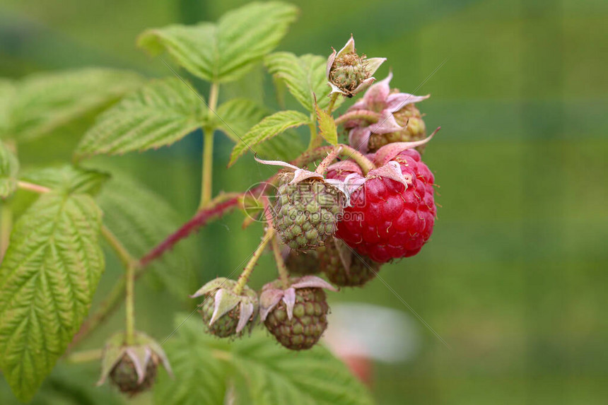 覆盆子在灌木的树枝上成熟高清图片下载-正版图片504304571-摄图网