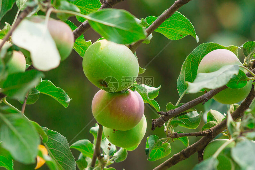 在树上的苹果绿色的高清图片下载-正版图片504304741-摄图网
