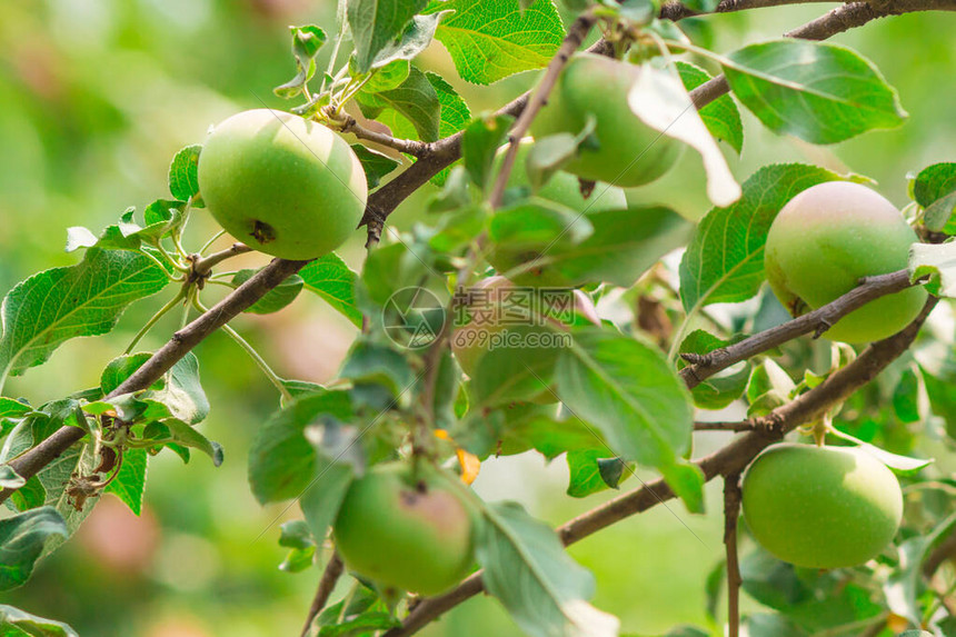 在树上的苹果绿色的高清图片下载-正版图片504304749-摄图网