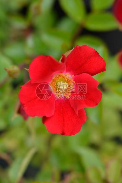 RougeMeillandecorMeineble拉丁名RosaMe高清图片下载-正版图片504305370-摄图网