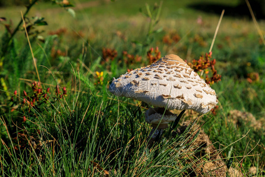 从Eleshnitsa到Murgash首脑会议的跟踪高清图片下载-正版图片504307214-摄图网