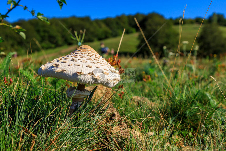 从Eleshnitsa到Murgash首脑会议的跟踪高清图片下载-正版图片504307244-摄图网