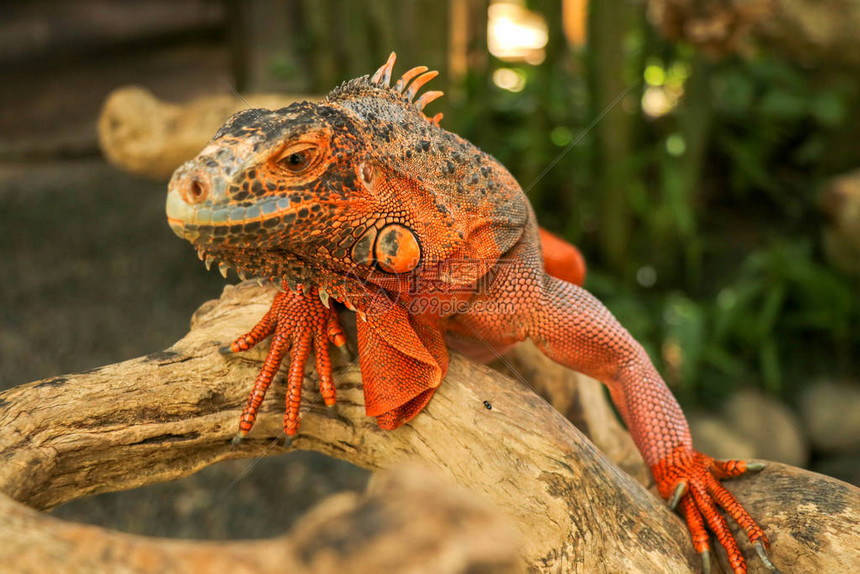 看着相机RedMorph的一个亚种栖息在干树枝上的害高清图片下载-正版图片504310085-摄图网