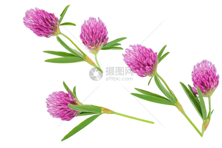白色背景中分离的三叶草或三叶草花药草高清图片下载-正版图片504310543-摄图网