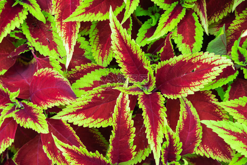 Coleus厚高清图片下载-正版图片504313489-摄图网