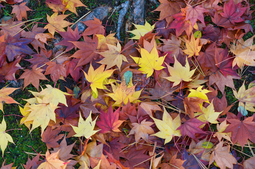 秋天的落叶高清图片下载-正版图片504320934-摄图网