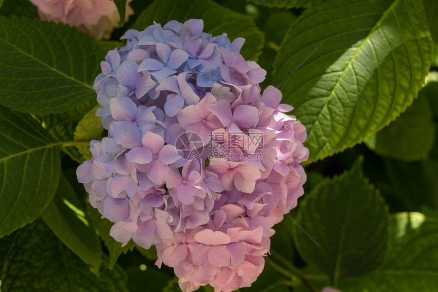 Hydrangea俗称Hydranga或hortensia是7075种植物的基因高清图片下载-正版图片504323195-摄图网