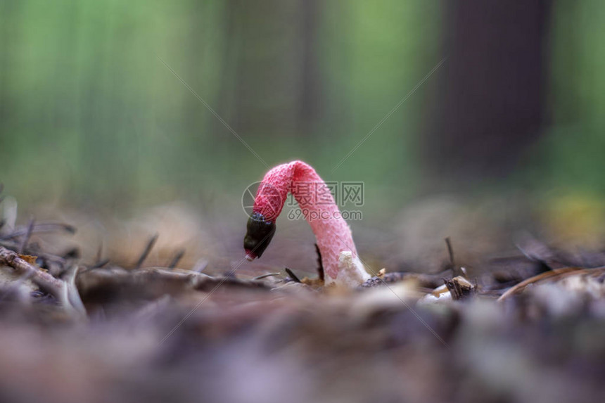 Mutinus高清图片下载-正版图片504323965-摄图网