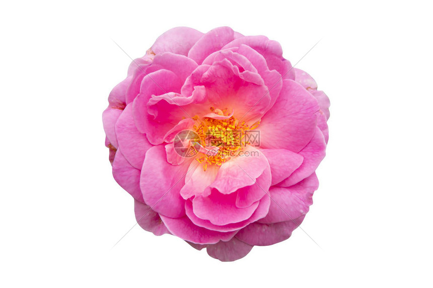 Damask玫瑰花粉在白色背景和剪切路径上隔离RosaDama高清图片下载-正版图片504324522-摄图网