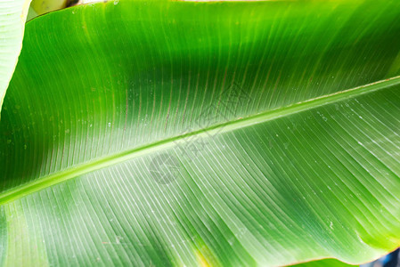 以白色孤立背景种出子的高清图片下载-正版图片504286000-摄图网